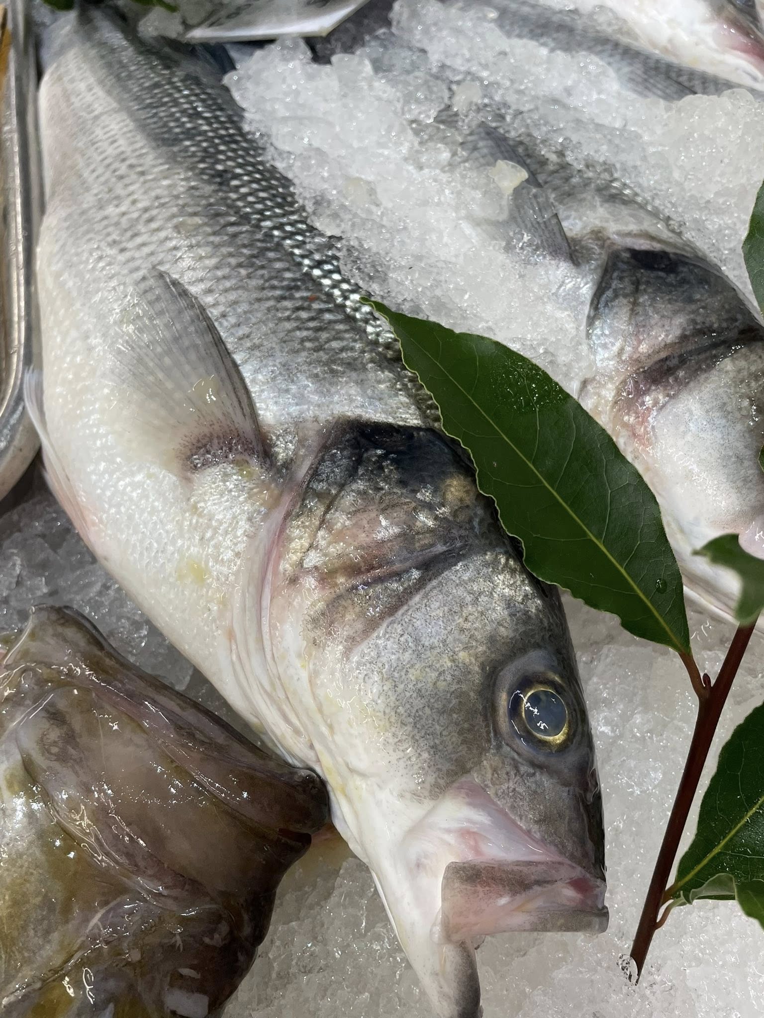 Rye bay fish - Rye Guide