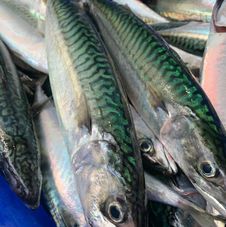 Rye Fish Market - Rye Guide